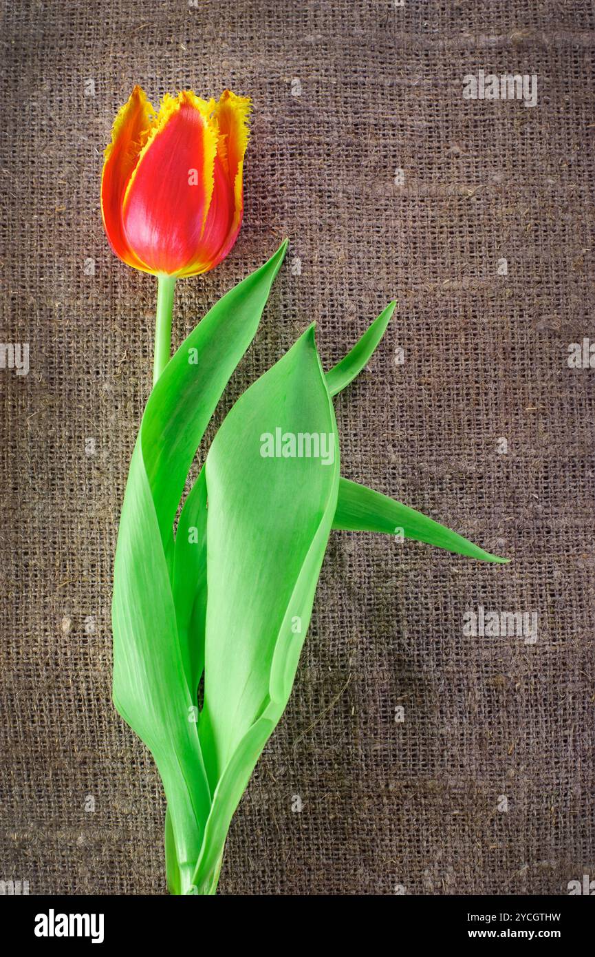 Spring tulip flower Stock Photo - Alamy