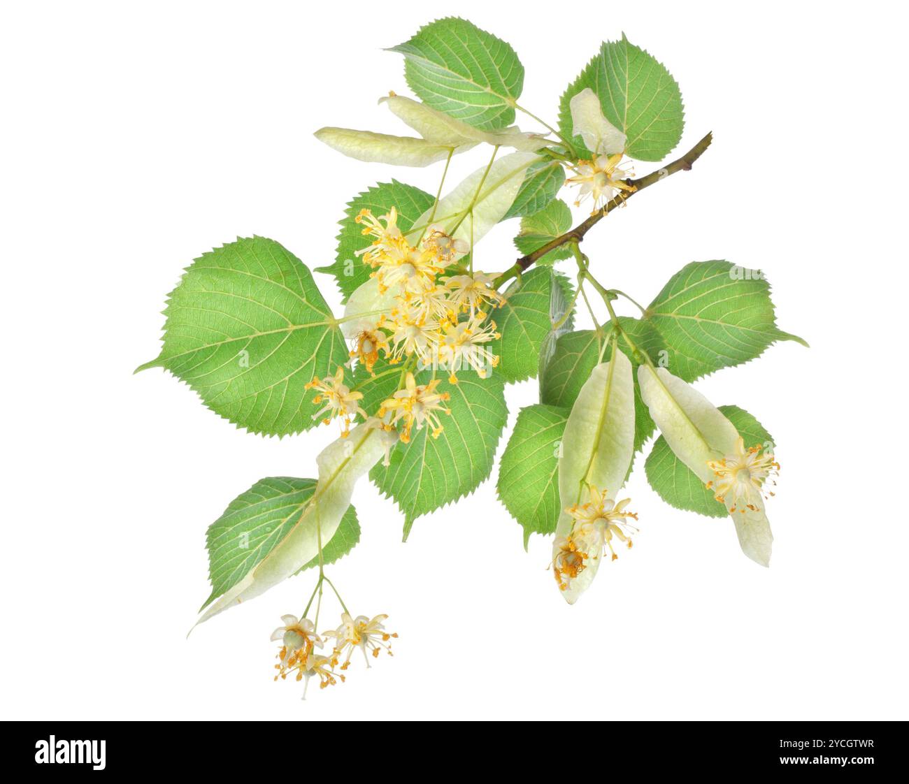 Flowers of linden-tree Stock Photo - Alamy