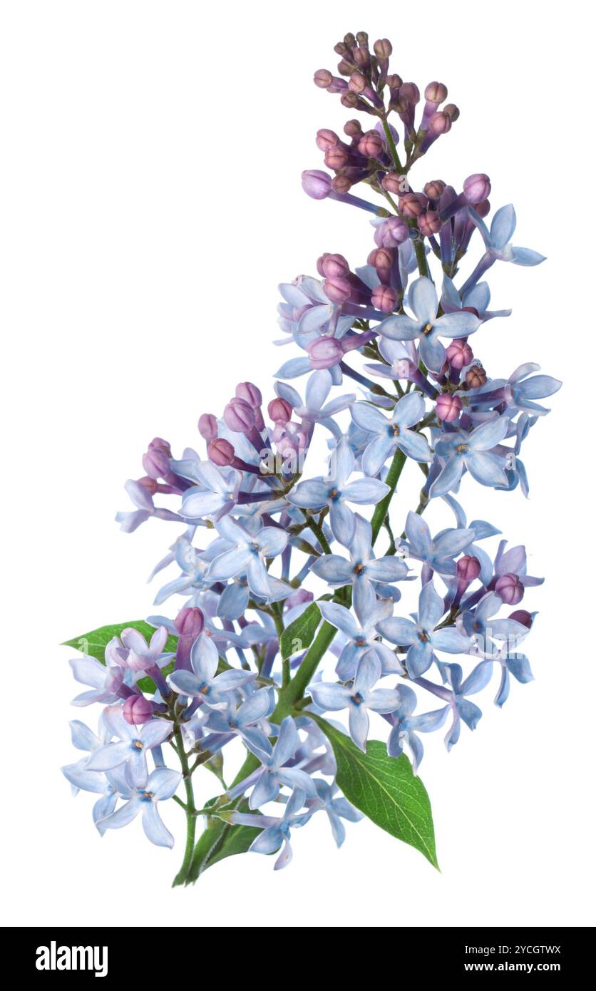 Lilac garden Cut Out Stock Images & Pictures - Alamy