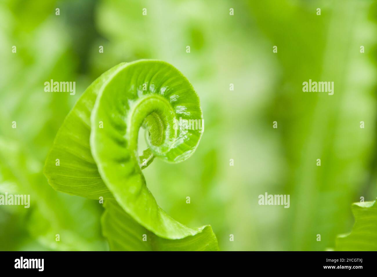 Tendril flower hi-res stock photography and images - Alamy