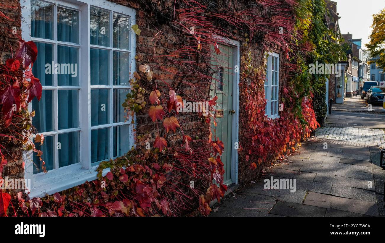 Red climbing plants (Parthenocissus quinquefolia) of a Virgina creeper ...