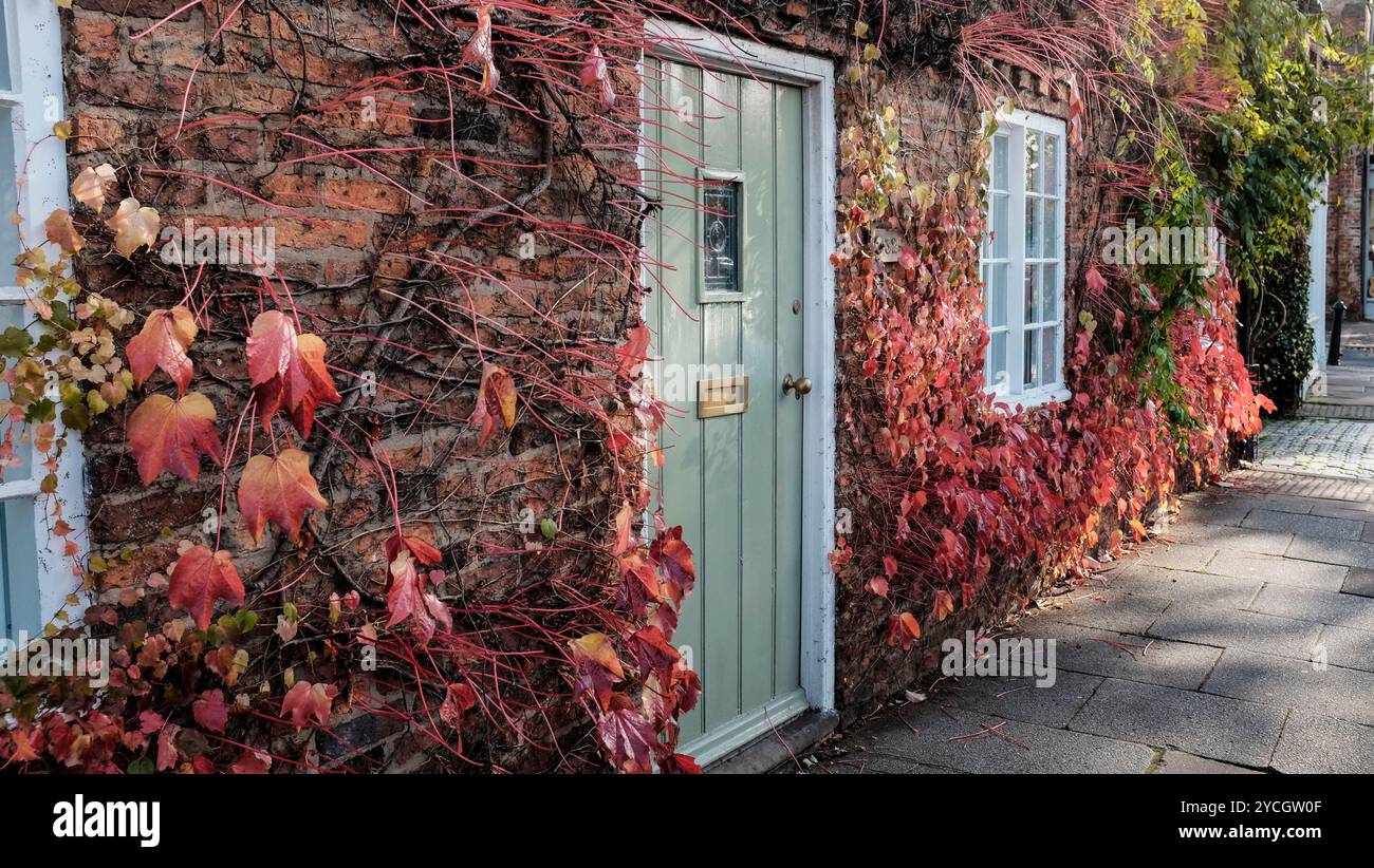 Red climbing plants (Parthenocissus quinquefolia) of a Virgina creeper ...