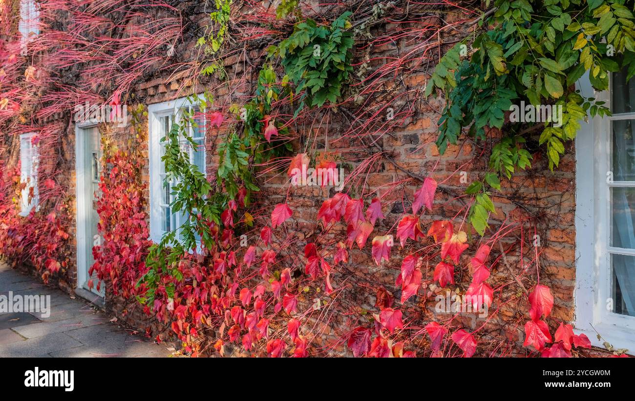 Red climbing plants (Parthenocissus quinquefolia) of a Virgina creeper ...