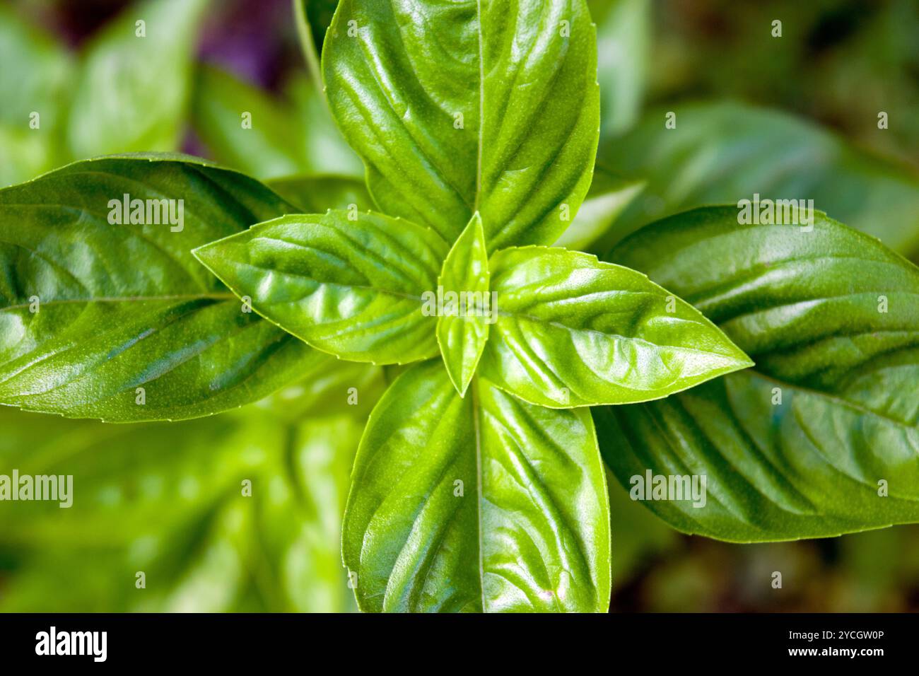 Green basil topmost leaves, glossy and ovulate, with smooth or slightly ...