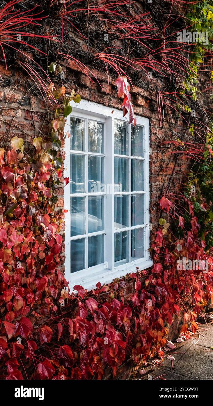 Red climbing plants (Parthenocissus quinquefolia) of a Virgina creeper ...