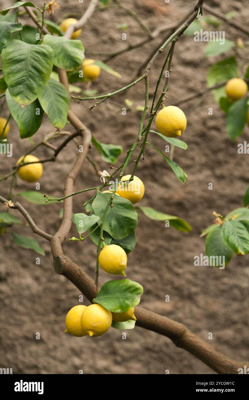 Citrus plant leaf hi-res stock photography and images - Alamy