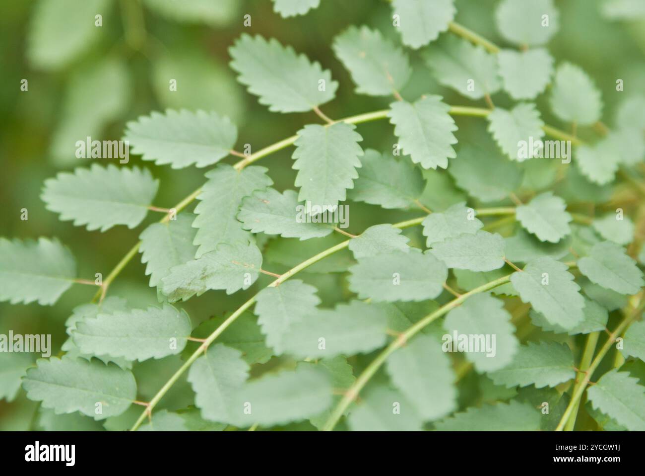 Leaf twig hi-res stock photography and images - Alamy