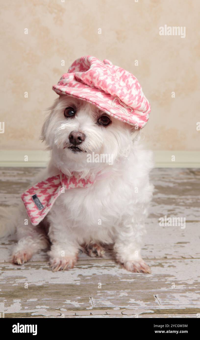 Cute fashion dog hi-res stock photography and images - Alamy