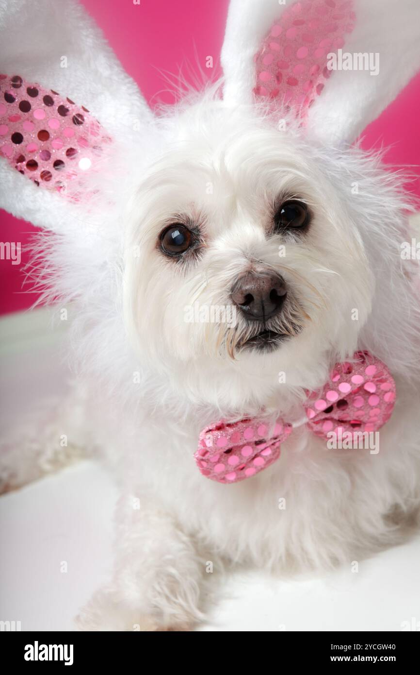 Dog fancy dress hi-res stock photography and images - Alamy