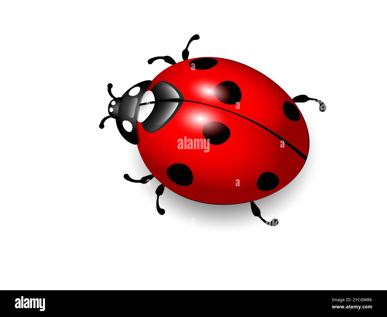 Ladybird. Vector illustration of ladybug on white background. Eps 10 ...