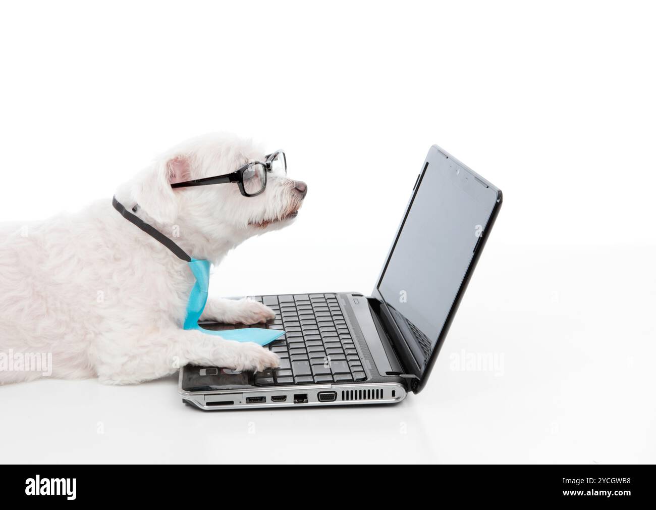 Dog computer hi-res stock photography and images - Alamy