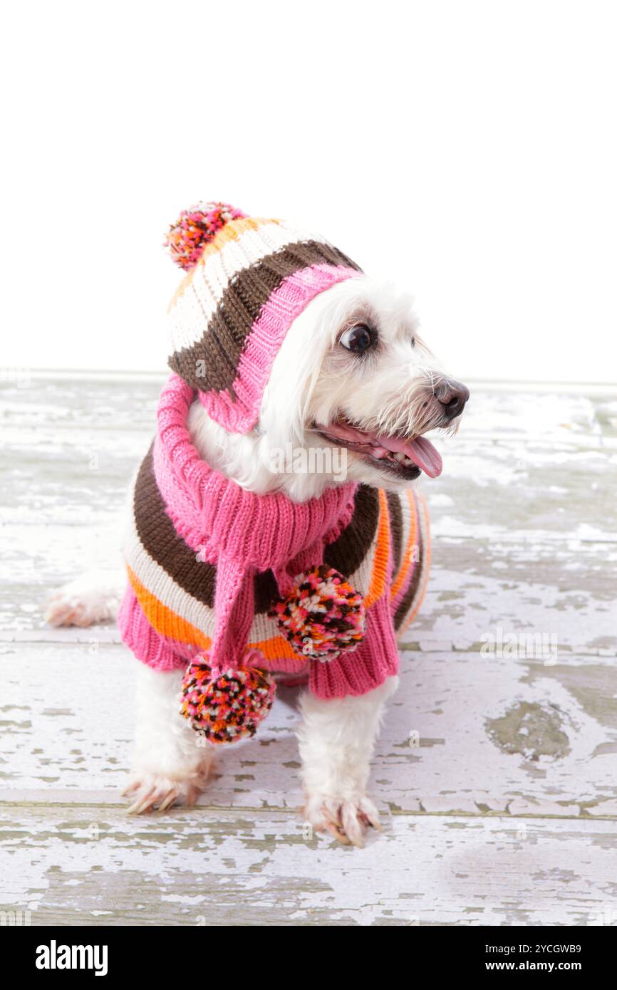 Dog fur neck hi-res stock photography and images - Alamy