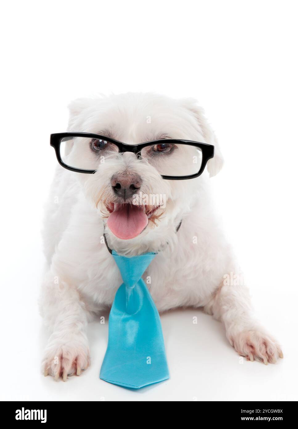 Canine with glasses hi-res stock photography and images - Alamy