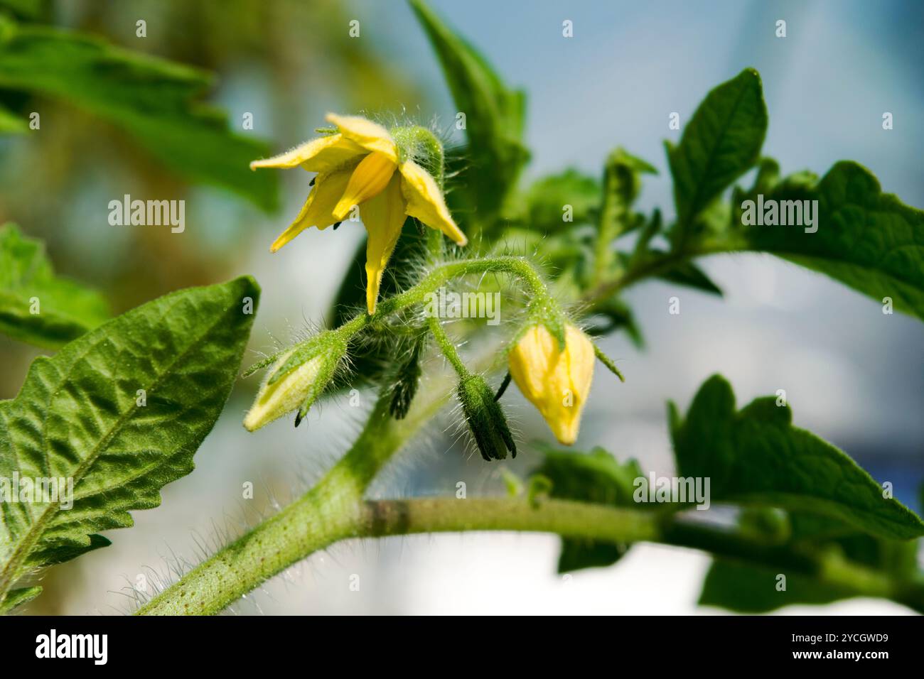 Tomato flower growing in greenhouse; tomato vines are covered with fine ...