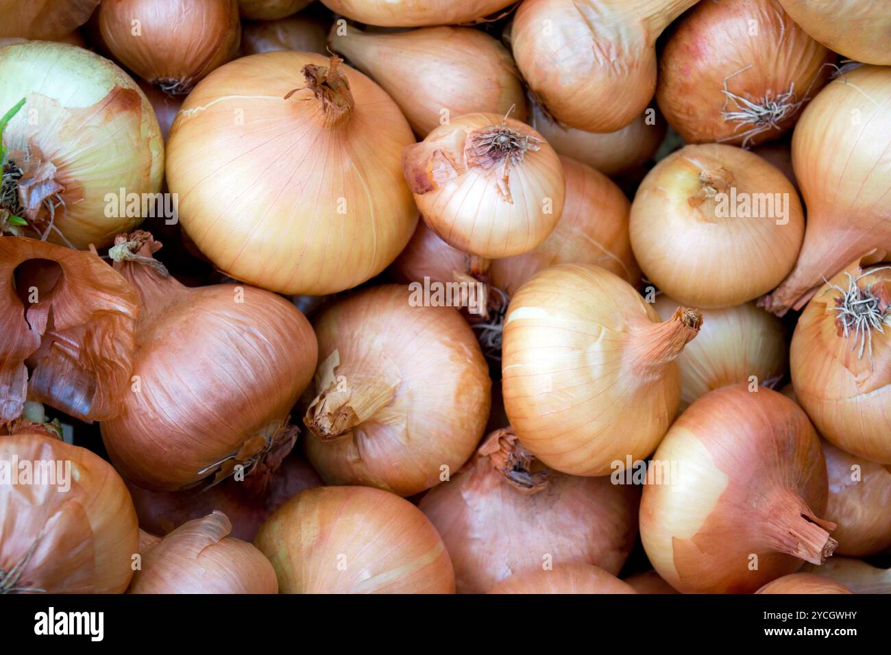 Many yellow and brown cooking onions laid in layers in a shallow box ...