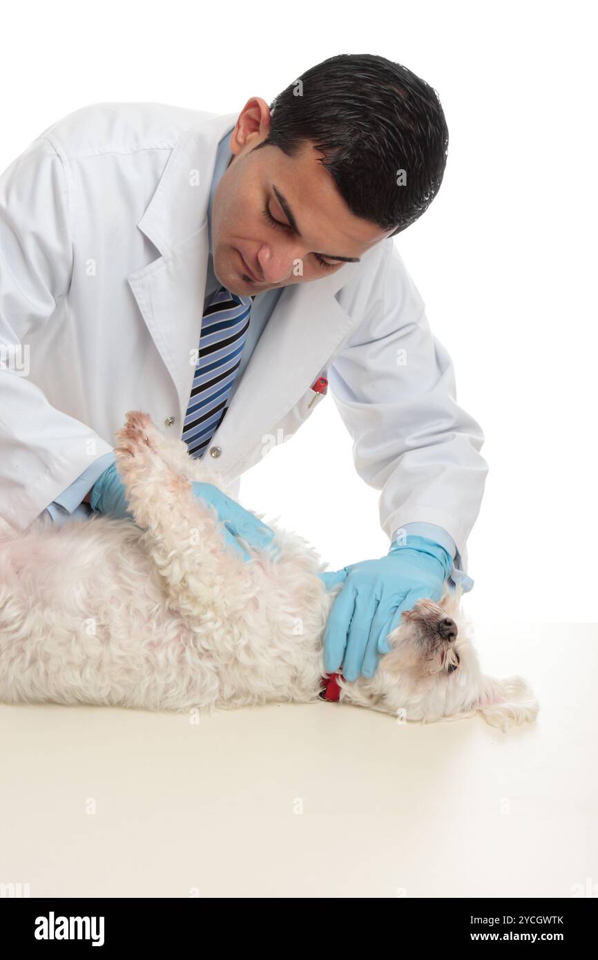 Doctor helping dog hi-res stock photography and images - Alamy