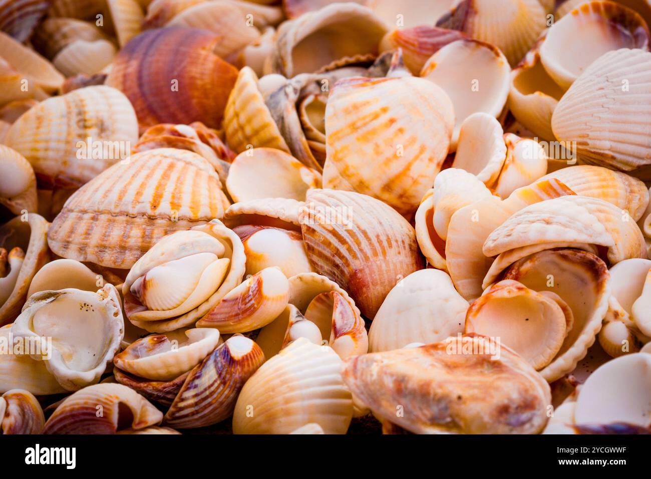 Abstract seashells hi-res stock photography and images - Alamy