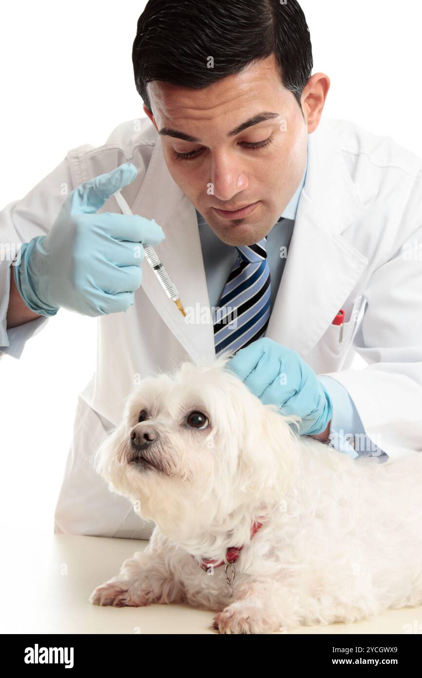A veterinarian giving an injection into the scruff of a dog's neck ...
