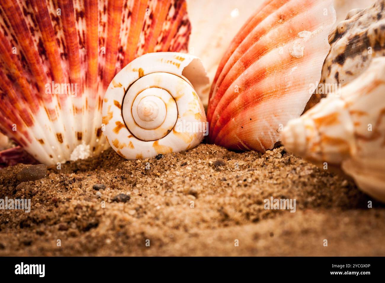 Sea life design hi-res stock photography and images - Alamy