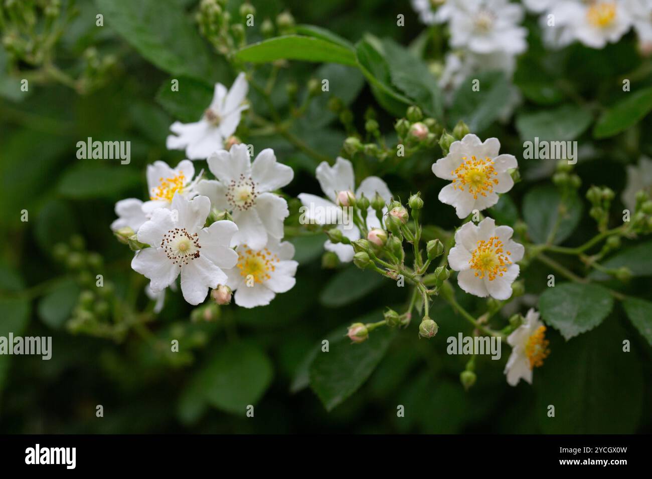 Mutiflora rose hi-res stock photography and images - Alamy