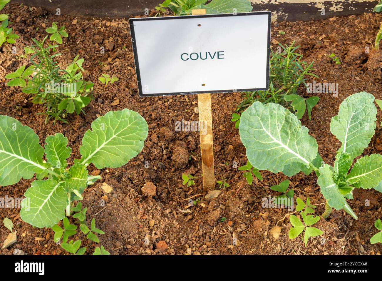 Urban vegetable garden with cabbage planting in Brazil, with a sign ...