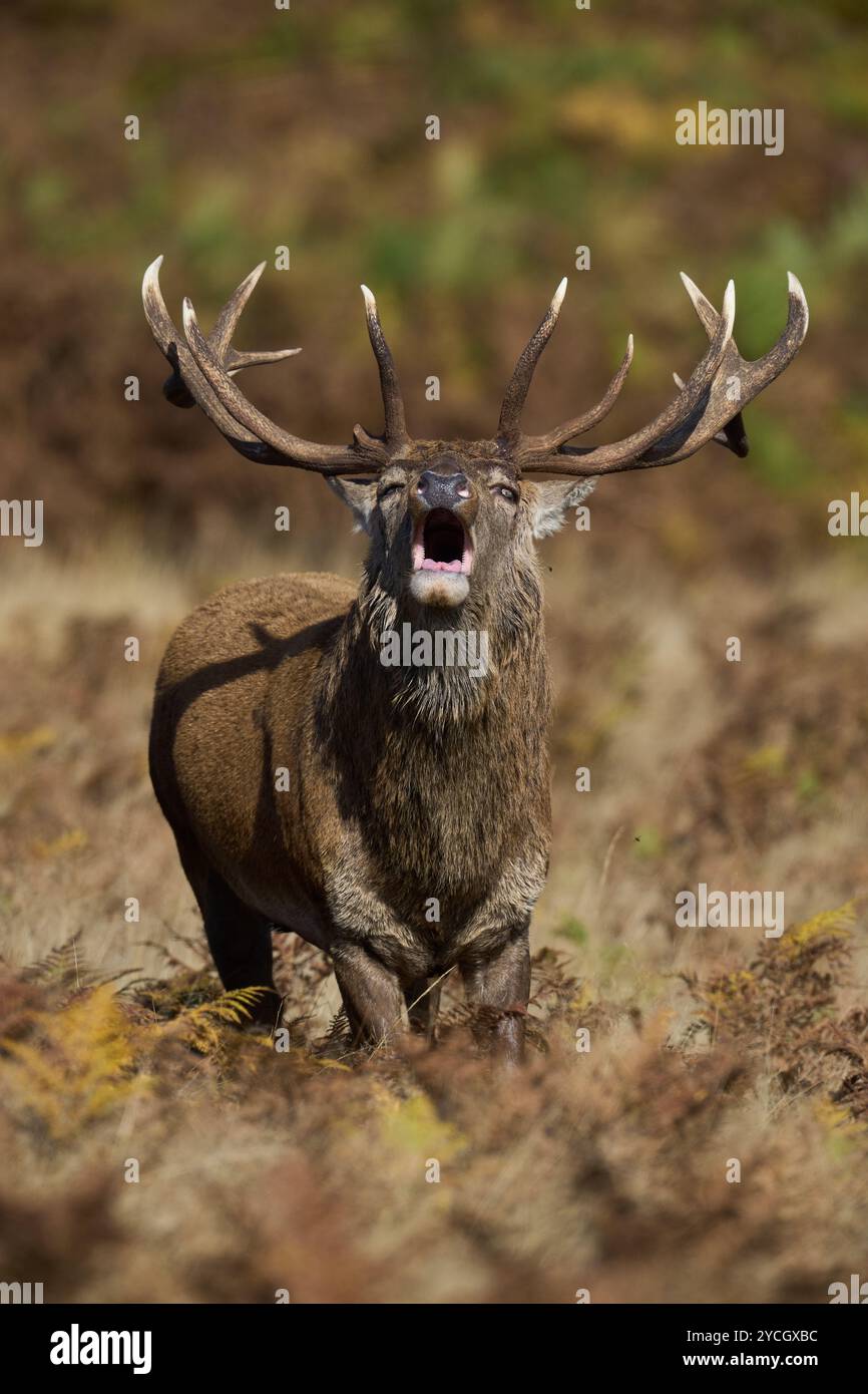 Stag stands hi-res stock photography and images - Alamy