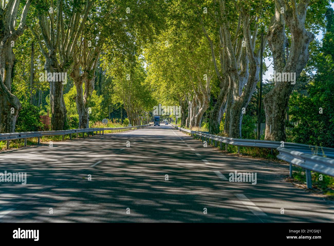 Plane trees provence hi-res stock photography and images - Alamy