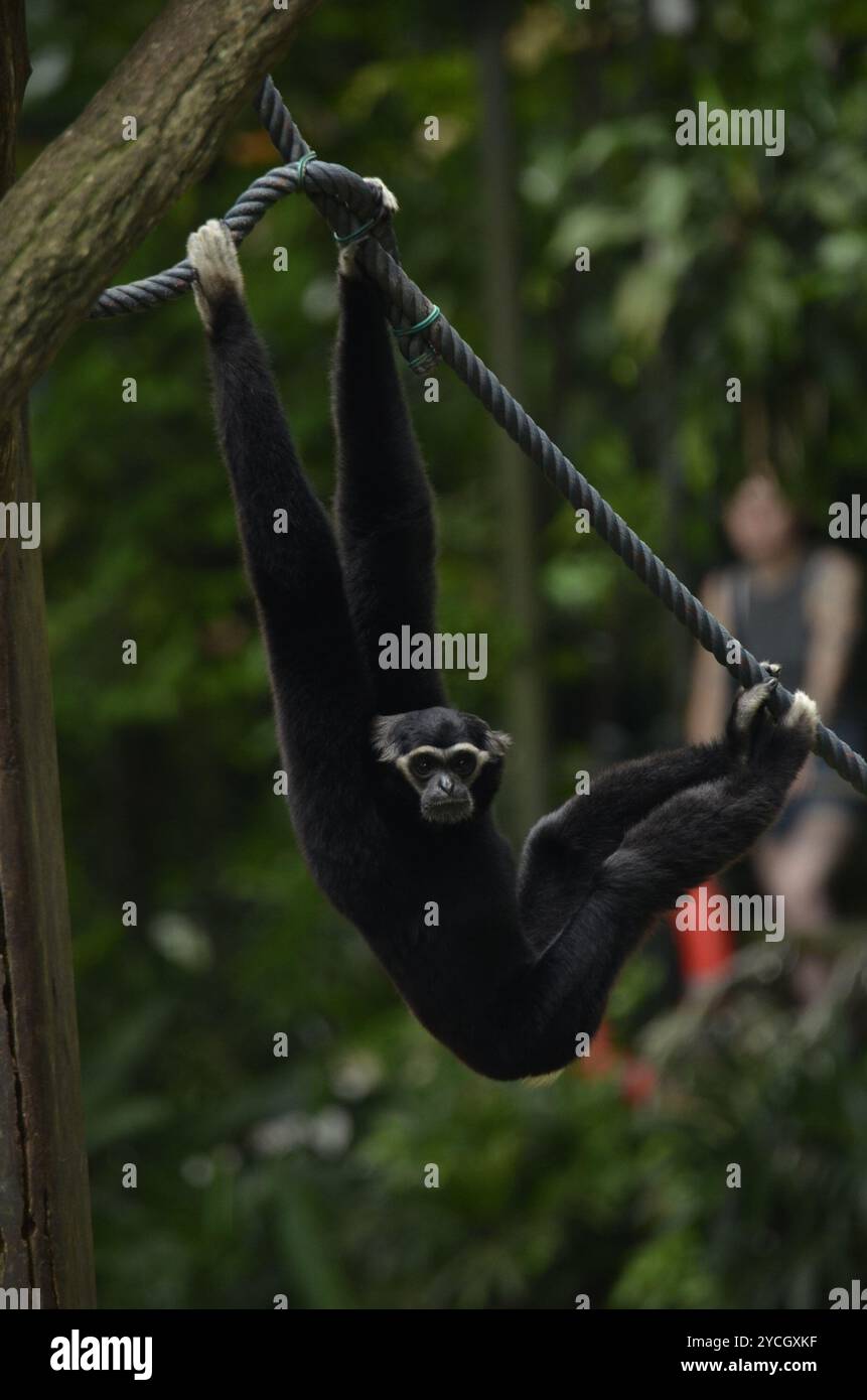 White otter details hi-res stock photography and images - Alamy