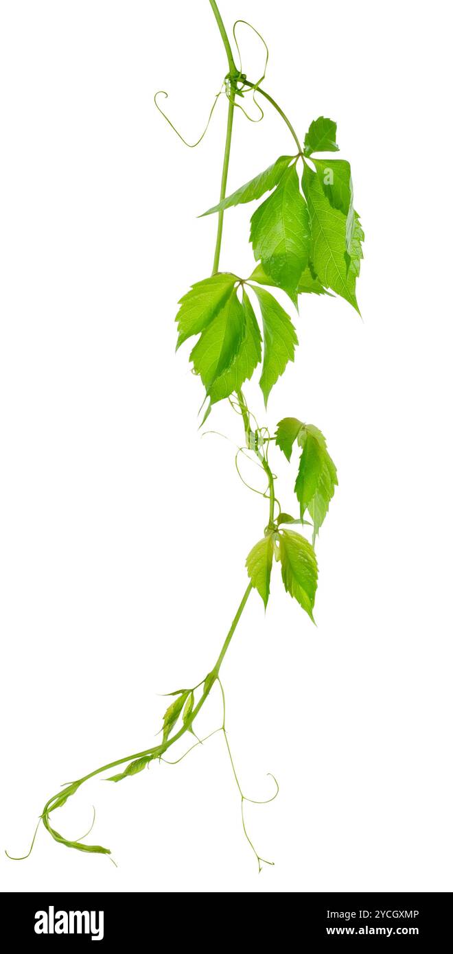 Vine grape plant close up Cut Out Stock Images & Pictures - Alamy