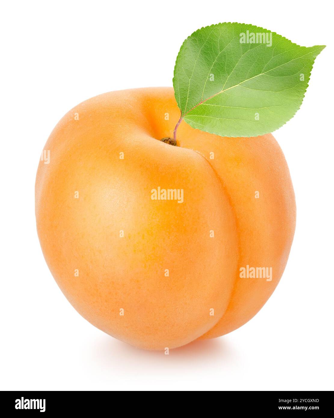 Apricot leaf hi-res stock photography and images - Alamy