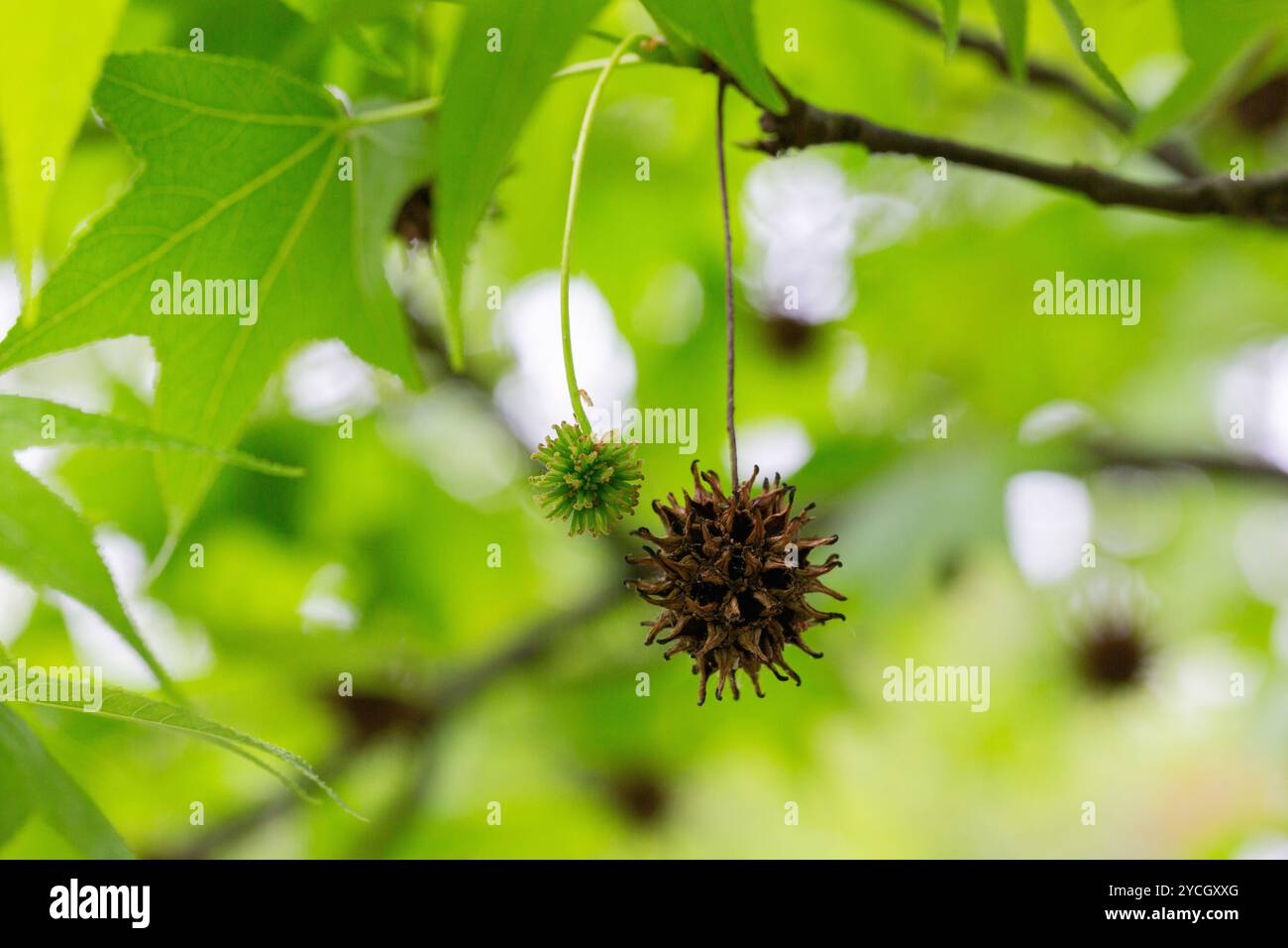 Young sweet gum tree balls hi-res stock photography and images - Alamy