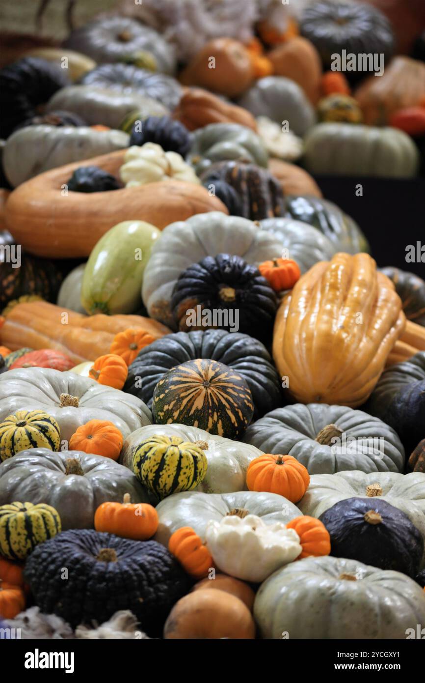 Crop of pumpkins, squash and gourd Stock Photo - Alamy