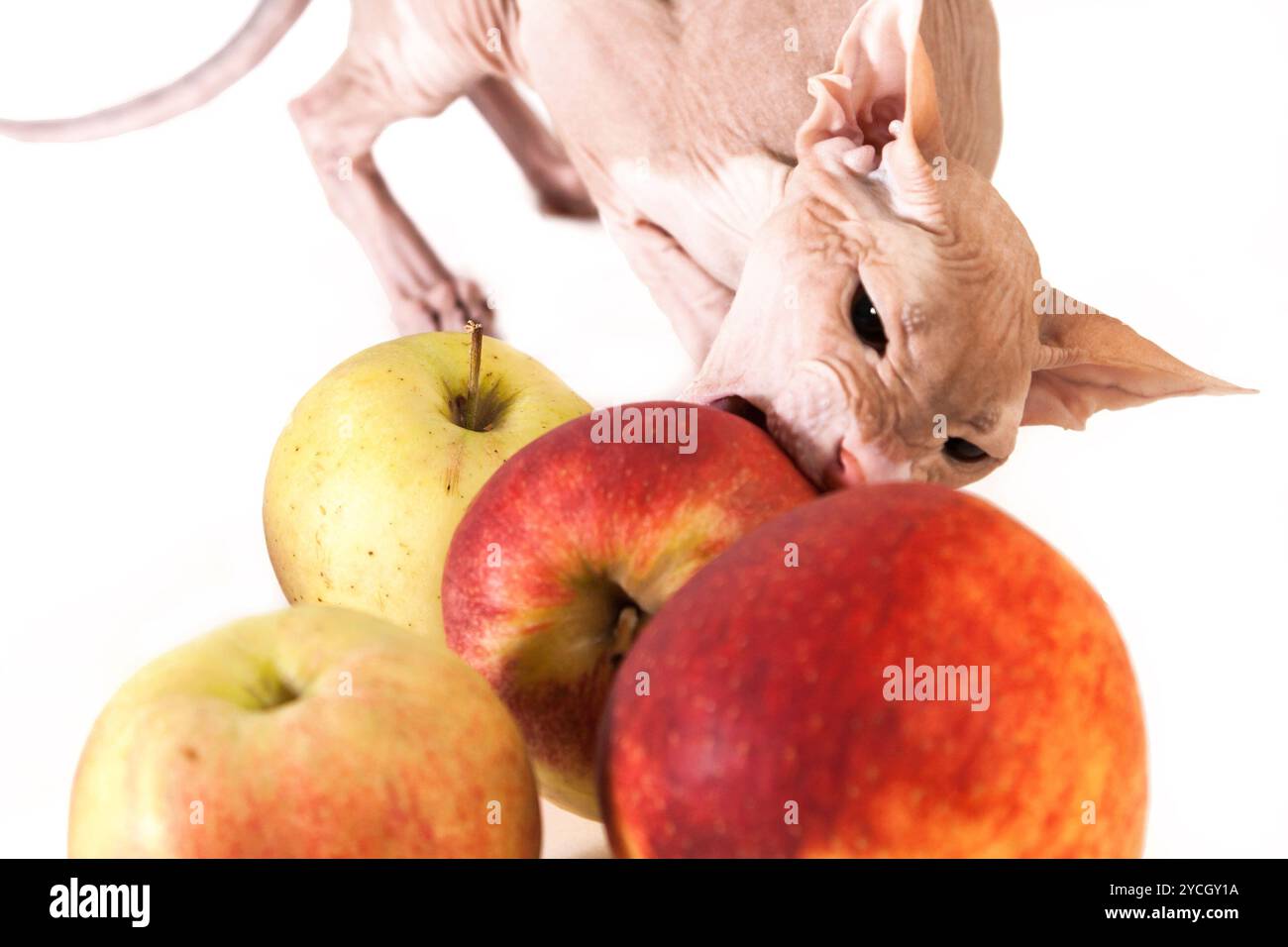 Apple cat hi-res stock photography and images - Alamy