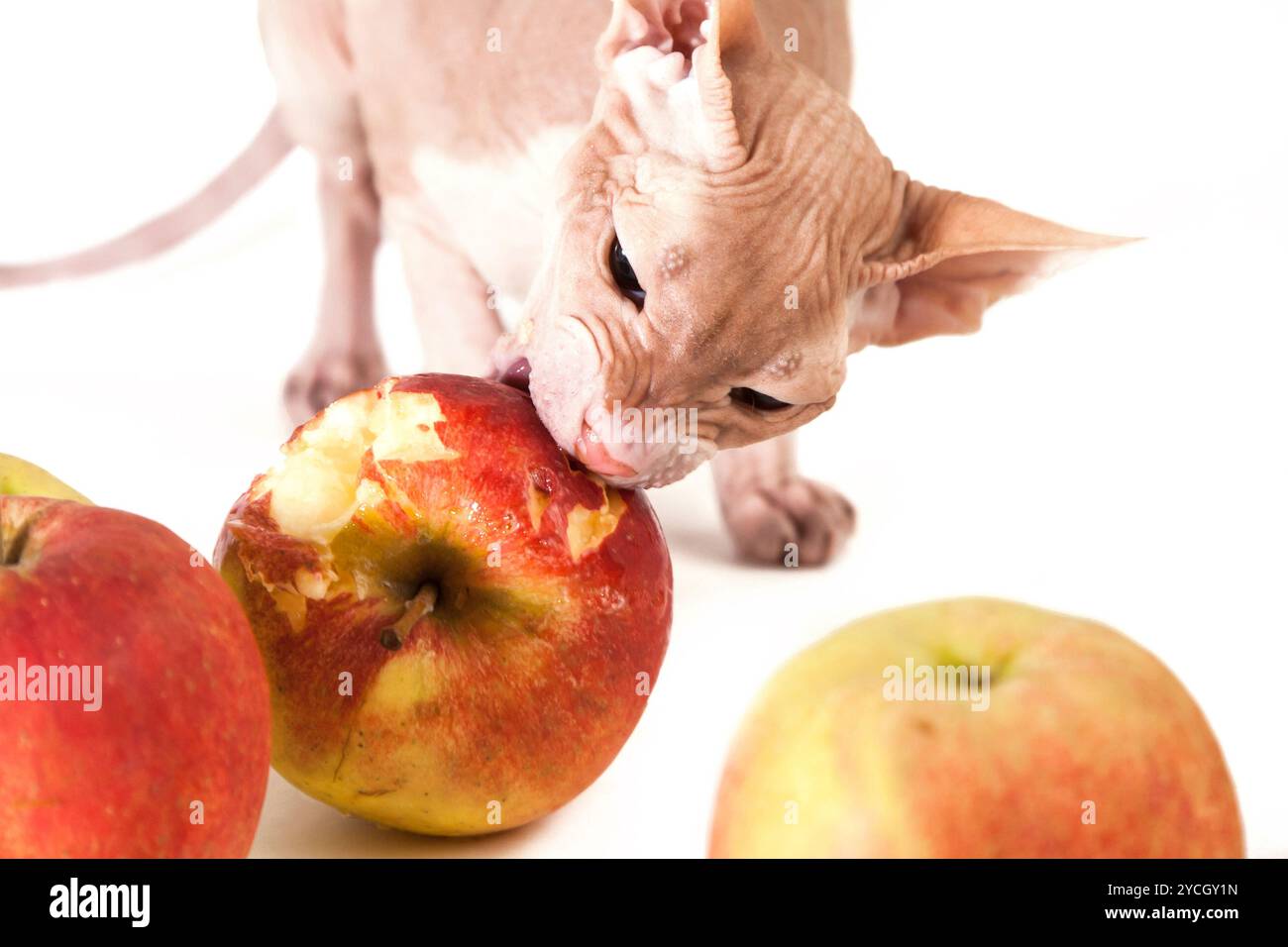 Apple cat hi-res stock photography and images - Alamy