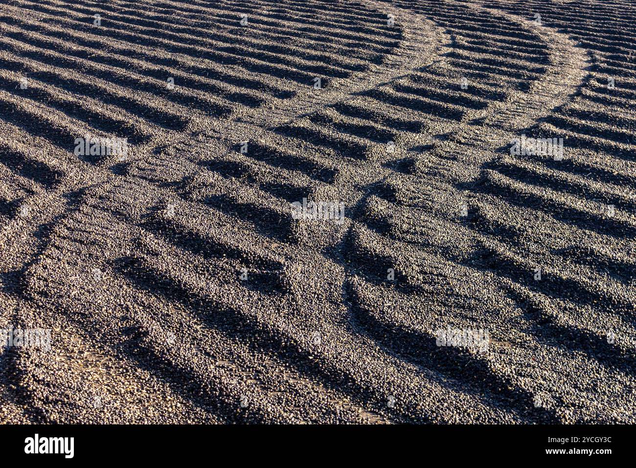 coffee drying yard, with several species of coffee beans, on a farm in ...