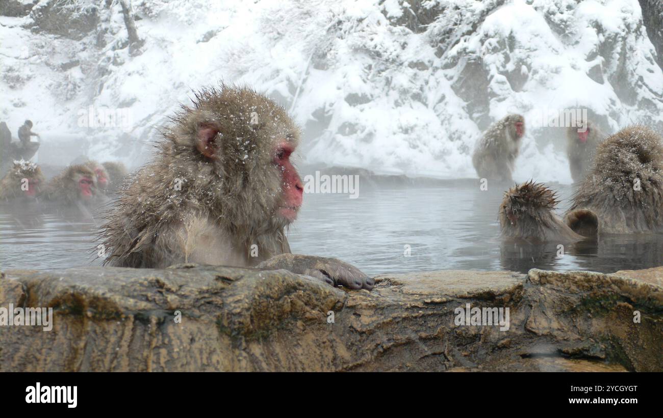Macaque eye hi-res stock photography and images - Alamy