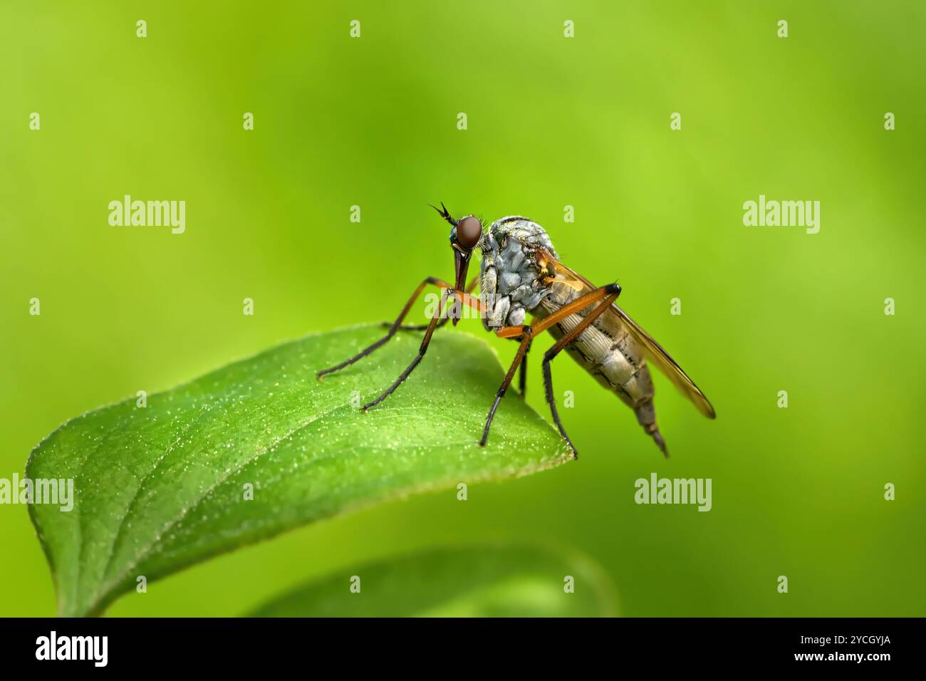 Female Dagger Fly sitting on a single leaf against green background ...