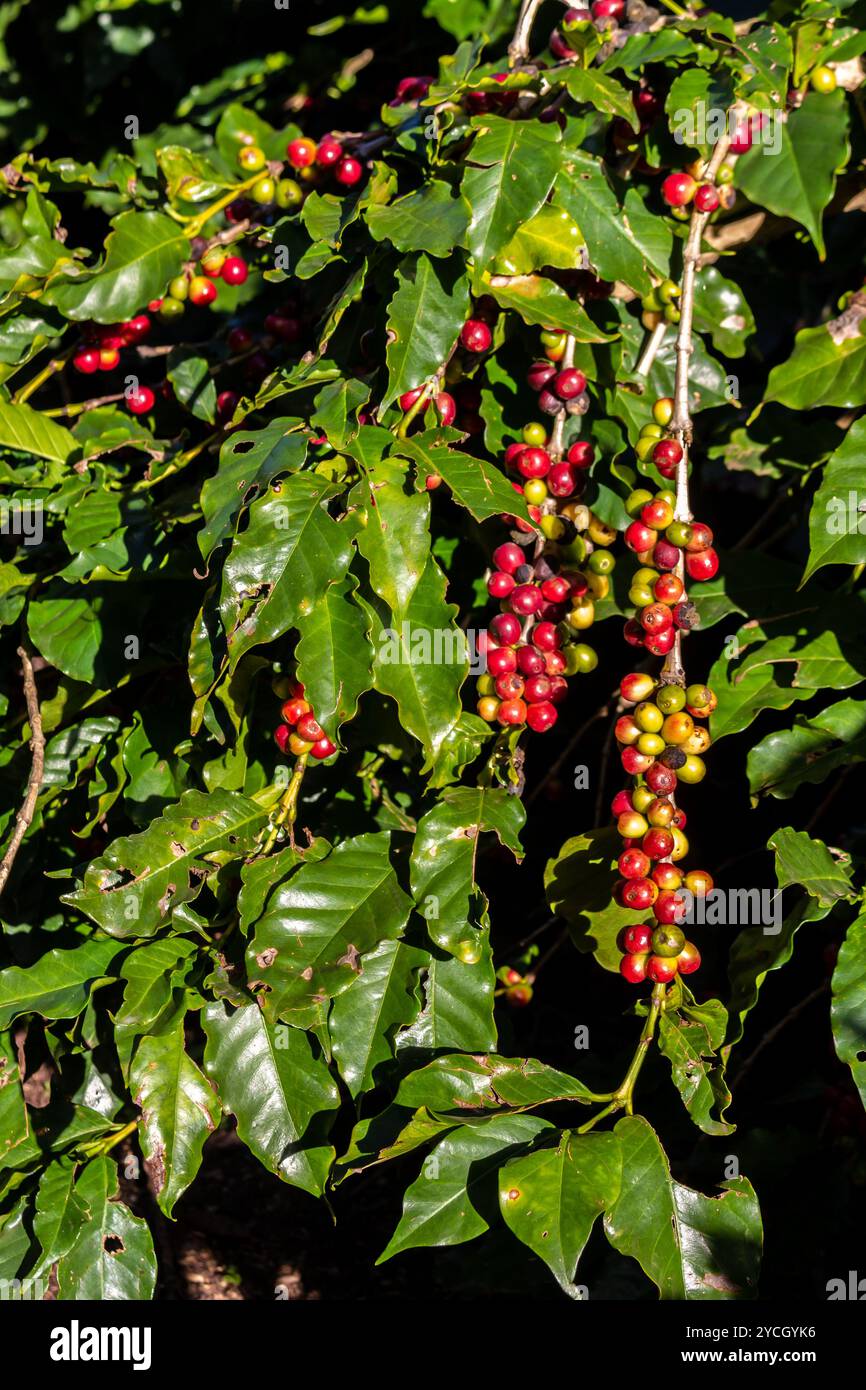 coffee beans on coffee tree, in Brazil Stock Photo - Alamy
