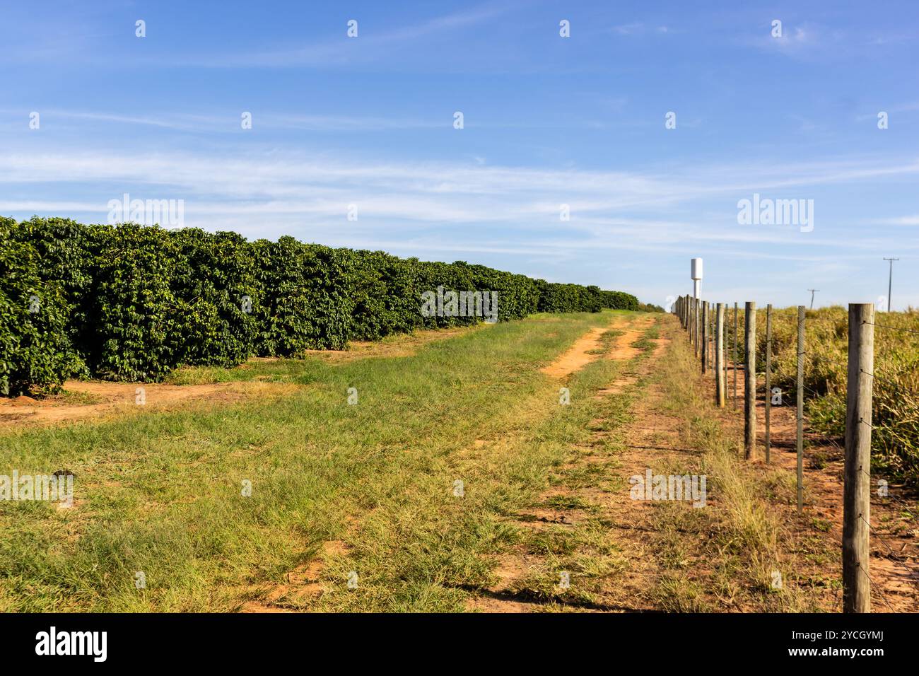 coffee plantation, with a water tank next to a fence, on a farm in ...