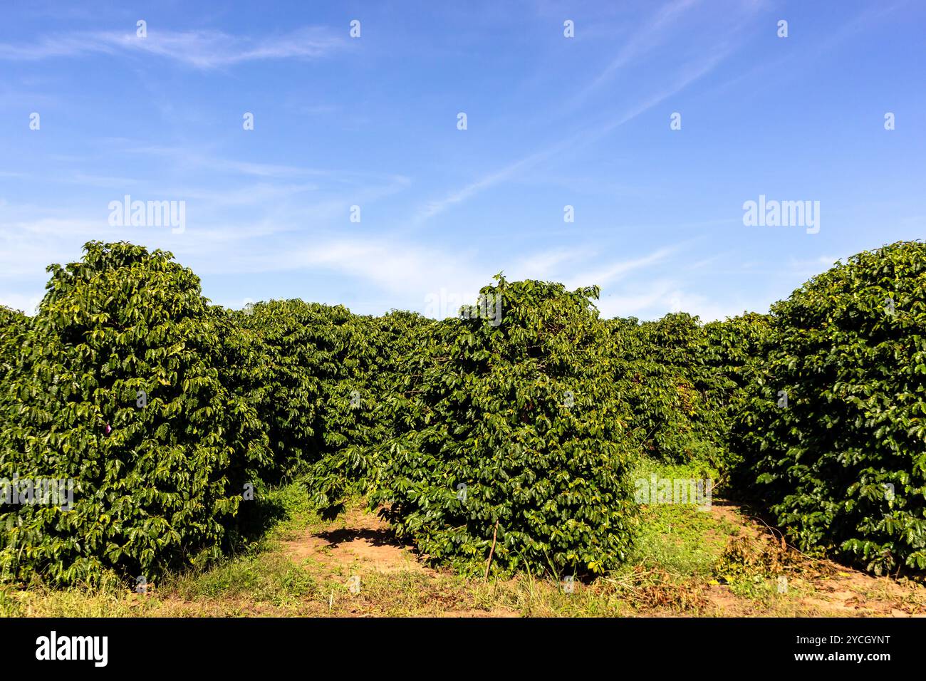 coffee feet. coffee plantation on farm in Brazil Stock Photo - Alamy