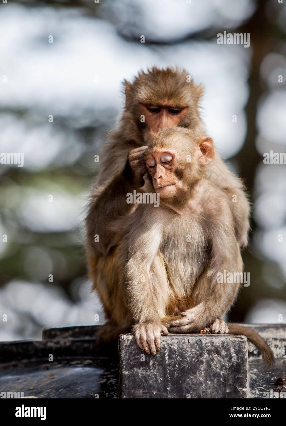 Clean monkey hi-res stock photography and images - Alamy