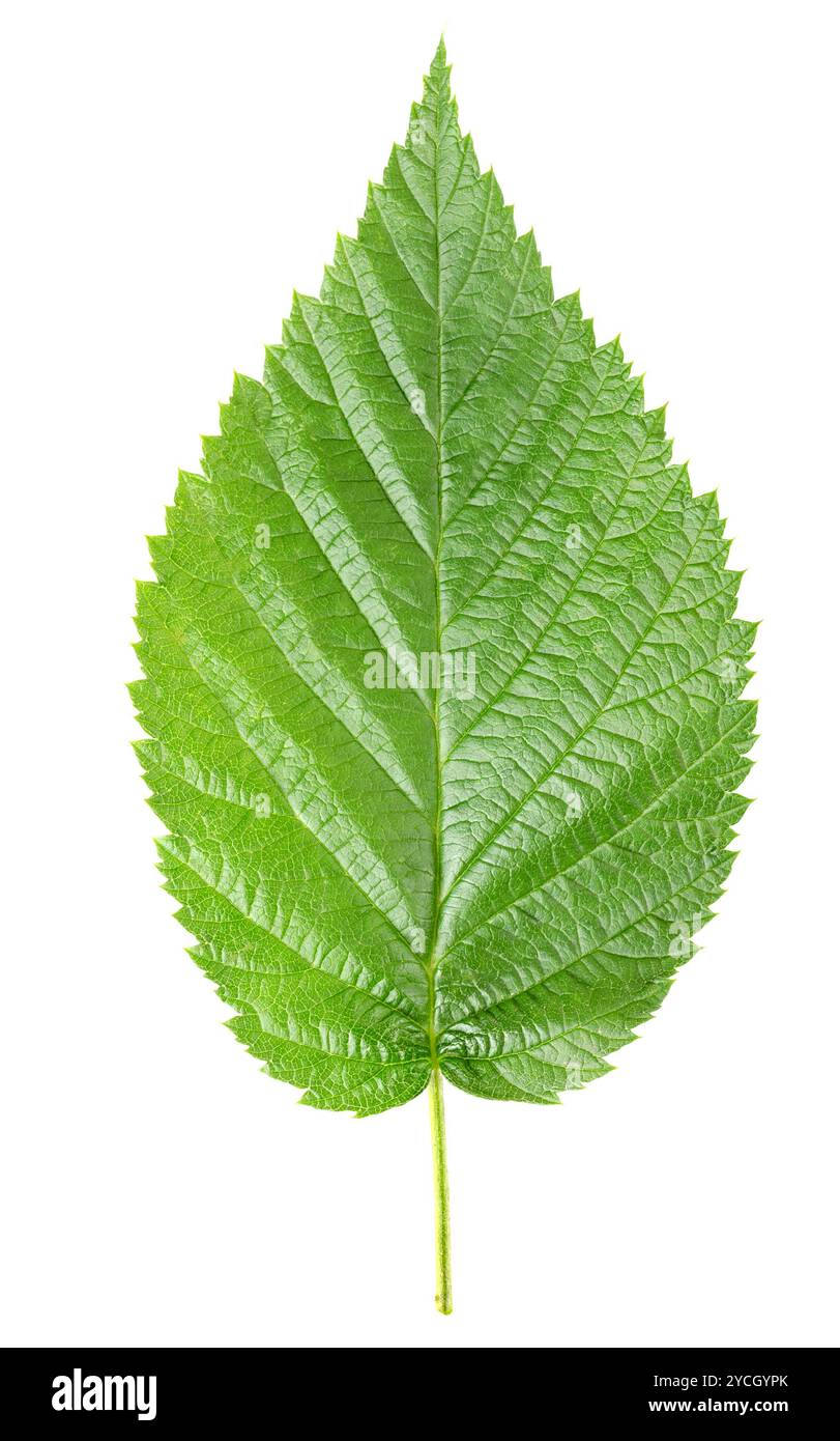 Beauty of leaves Cut Out Stock Images & Pictures - Alamy