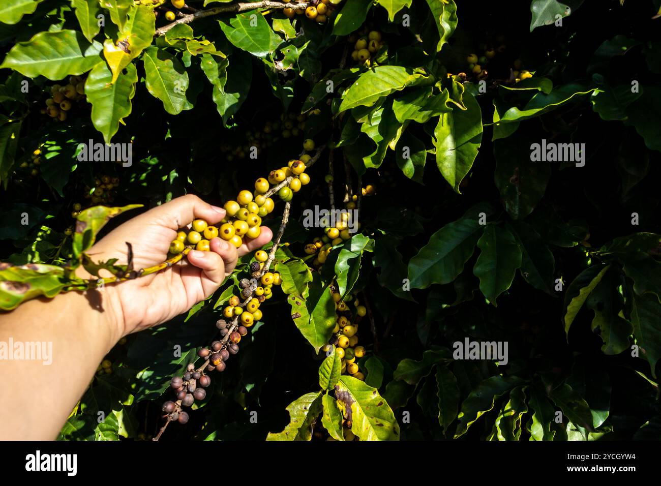 Bean ripening hi-res stock photography and images - Alamy