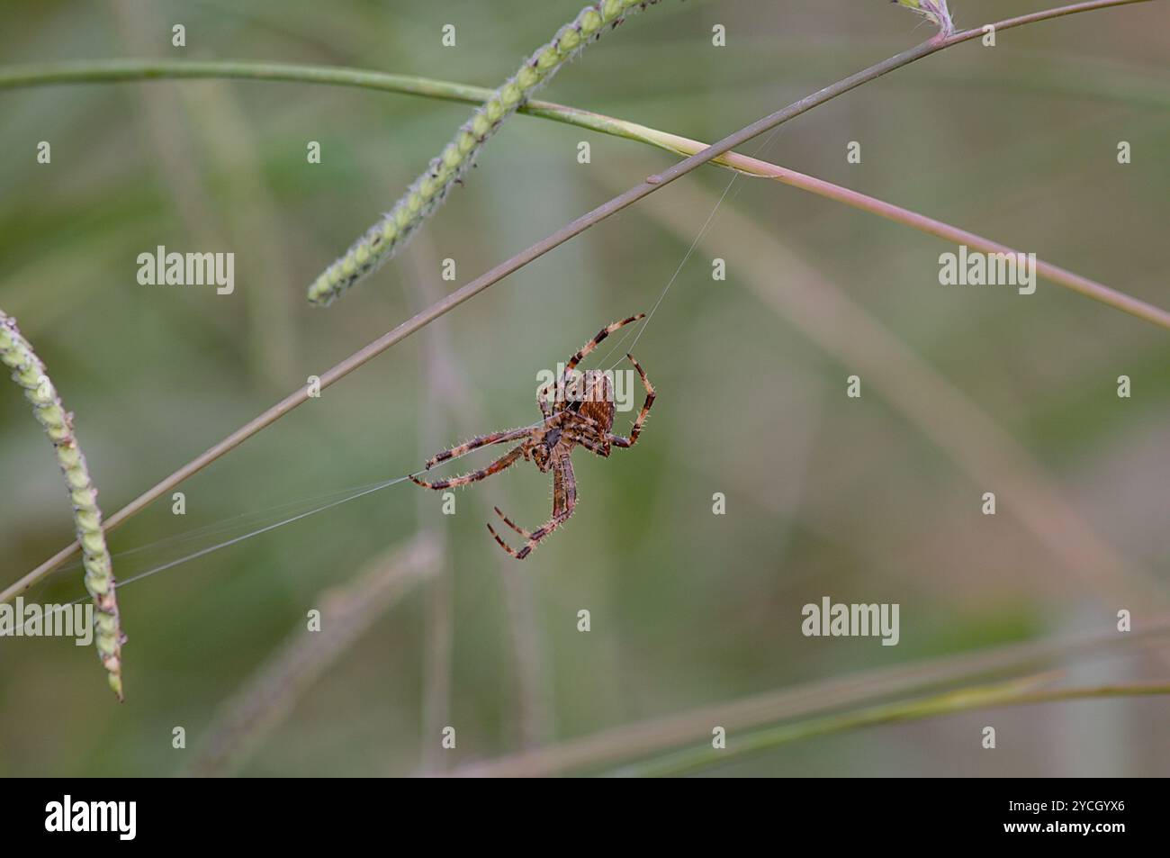 Building the spider web Stock Photo - Alamy