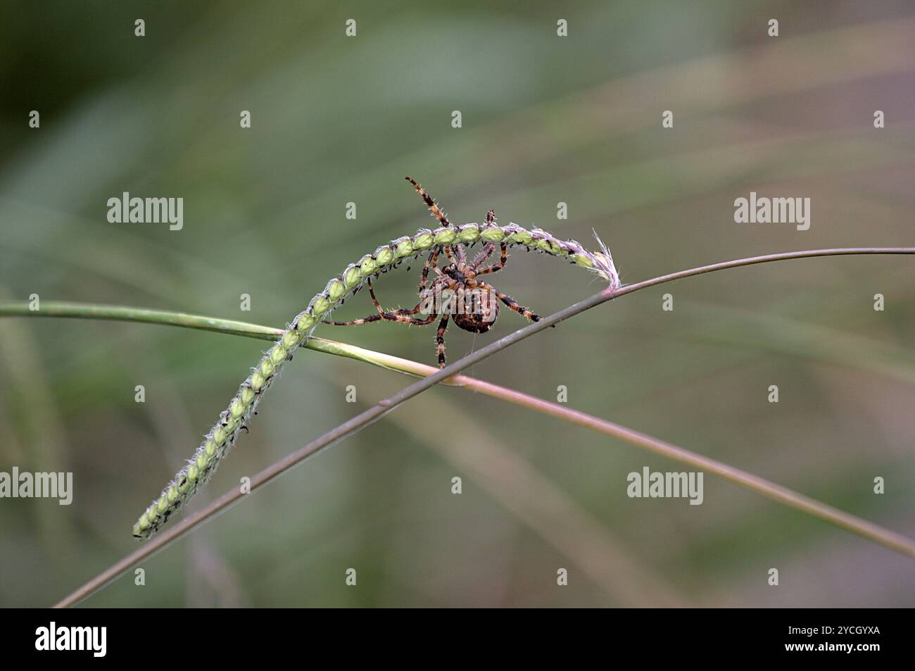 Building the spider web Stock Photo - Alamy