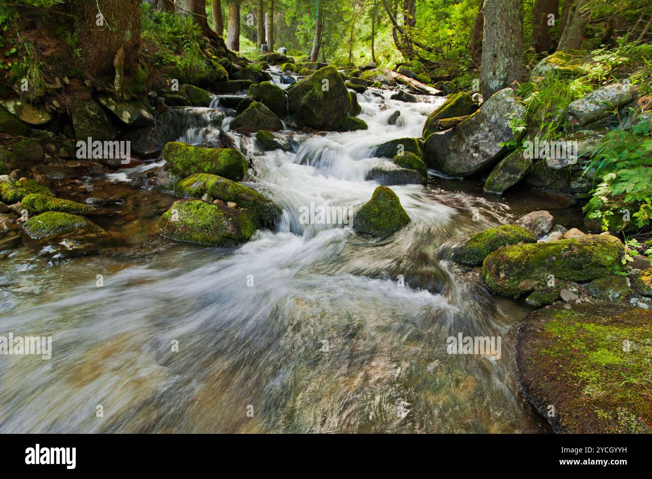 Mountain river flowing at summer forest landscape Stock Photo - Alamy