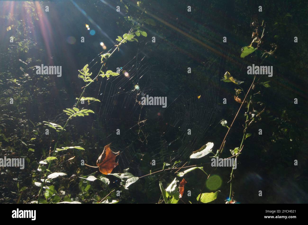 Long cobweb hi-res stock photography and images - Alamy