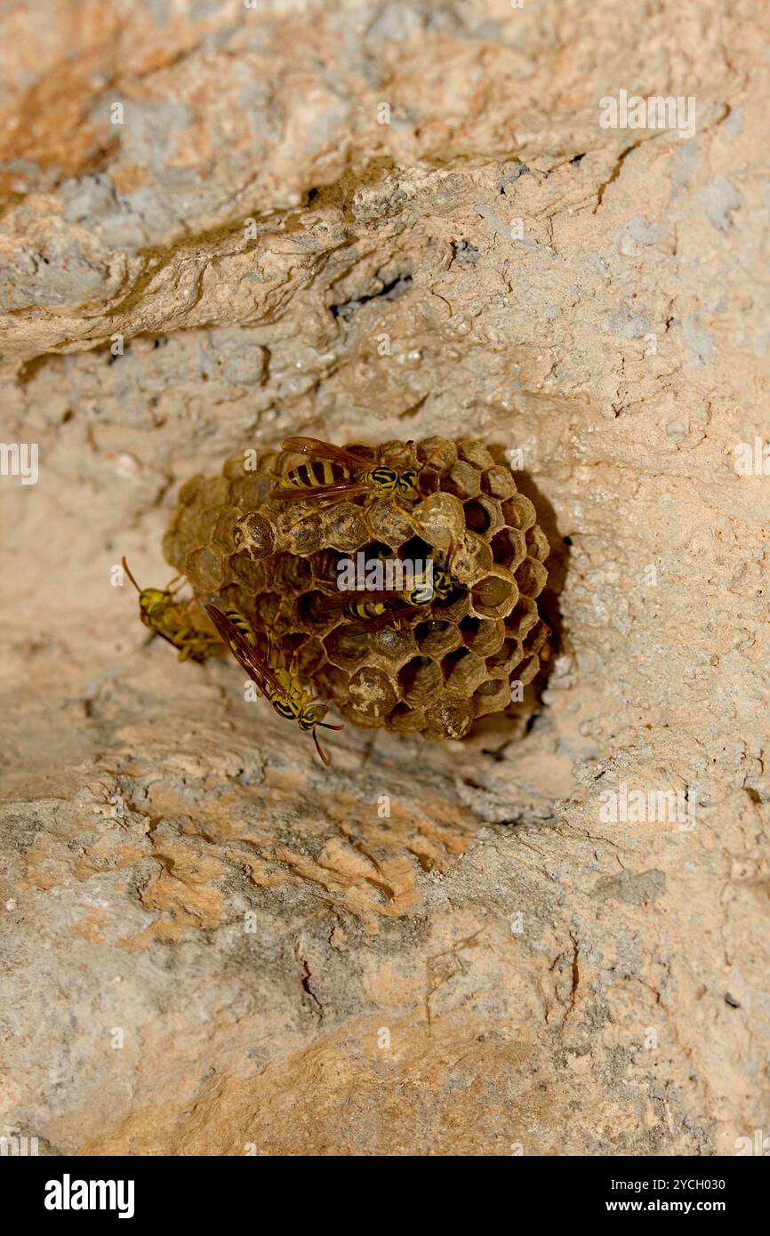 Beautiful wasps nest in hi-res stock photography and images - Alamy