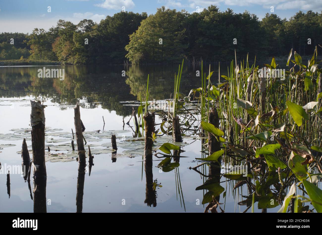 A Lake at Massasoit State Park, Mass Stock Photo - Alamy