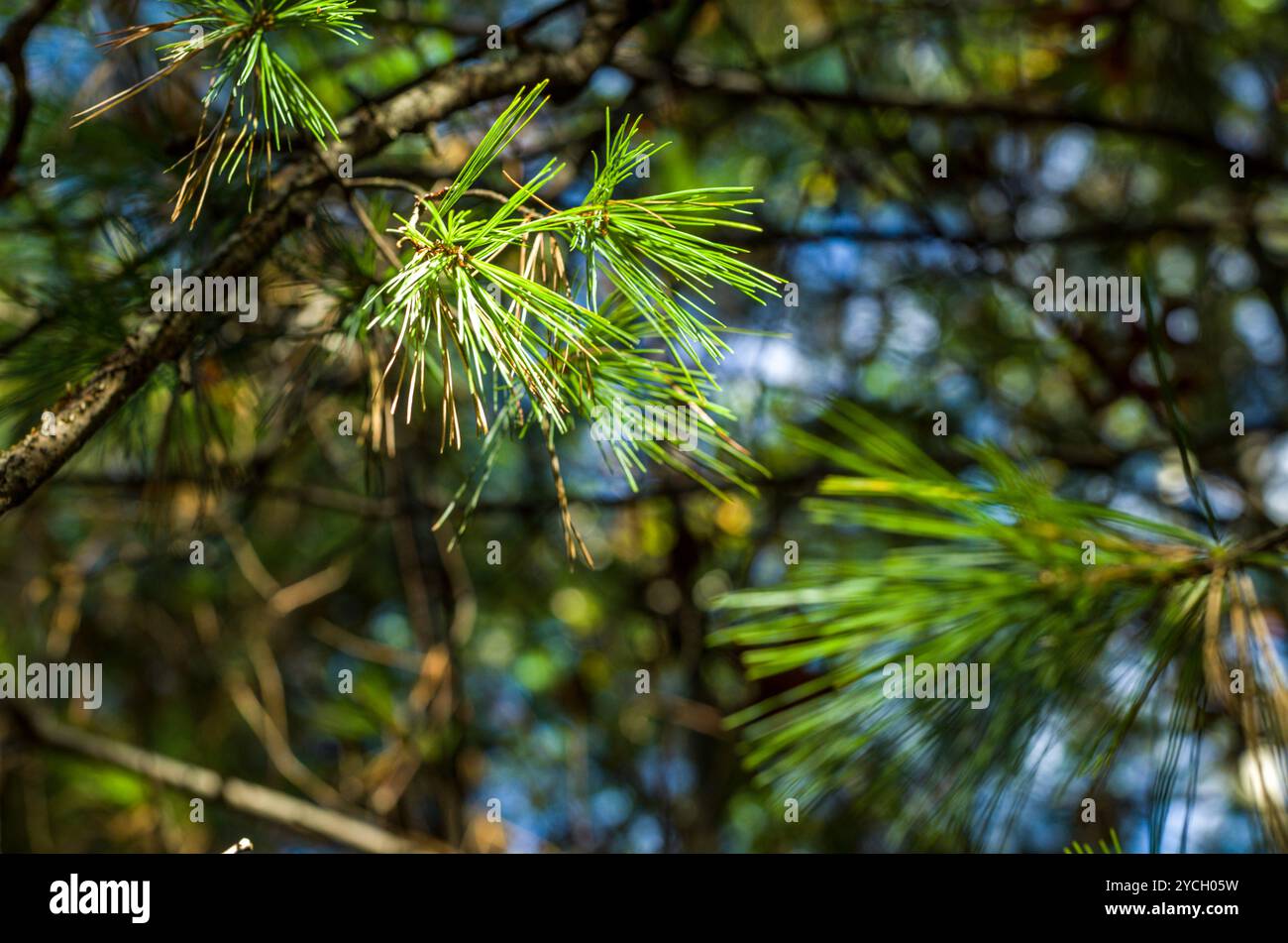 Eastern Pine in The Daylight, Eastern Massachusetts, USA Stock Photo ...